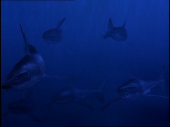 Shark Attack 2 (2000)